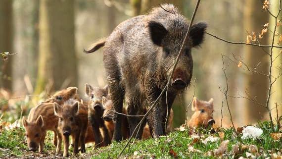 Wild boar population on the rise despite cull | theforester.co.uk