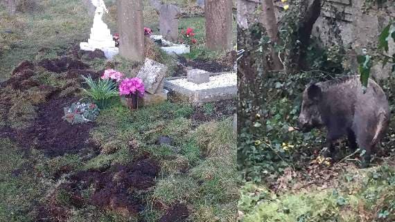 Wild boar damage Cinderford graveyard | theforester.co.uk