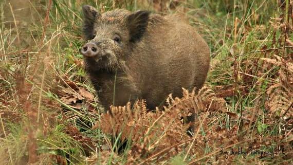 Two arrested over 2am dead boar discovery | theforester.co.uk