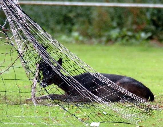 Oh deer! Forest of Dean football club get snared in wildlife drama ...