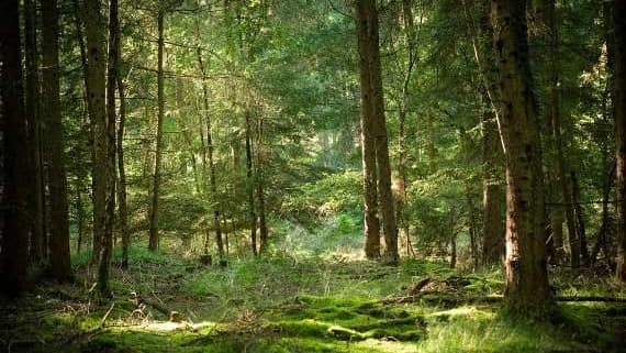 A welcome back to Dave Kent's 'Forest View' | theforester.co.uk