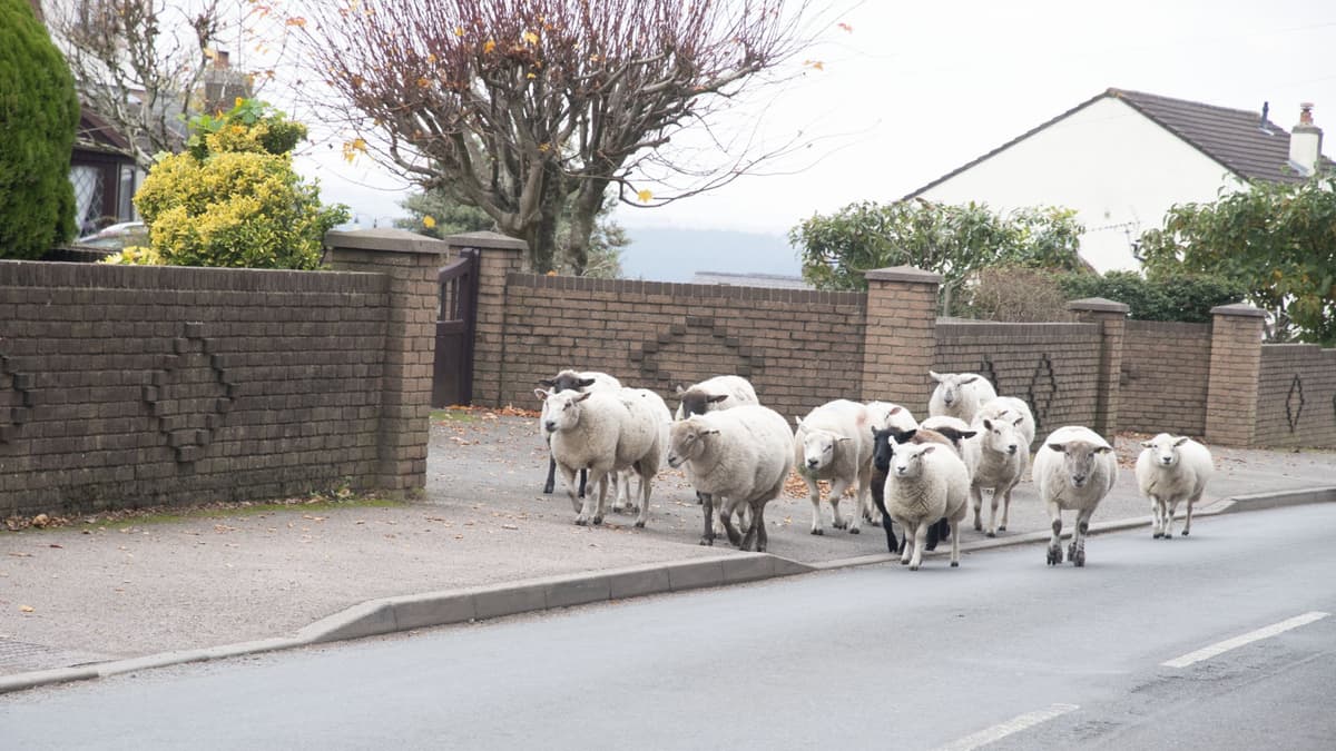 Injured sheep are suffering needlessly in the Forest of Dean ...