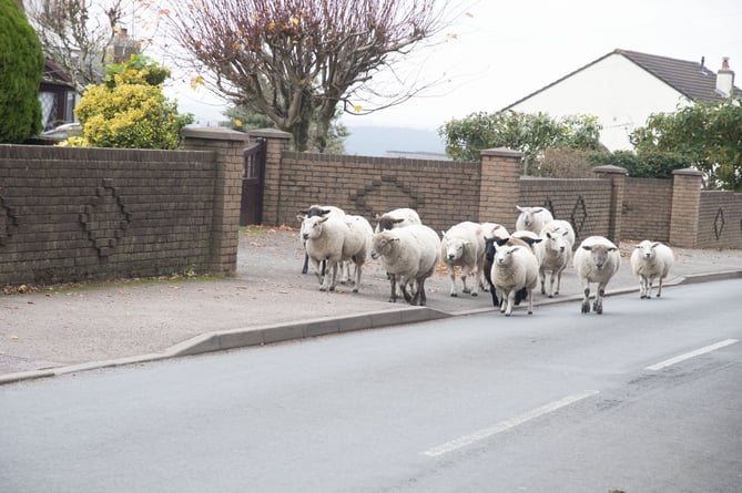 Injured sheep are suffering needlessly in the Forest of Dean ...