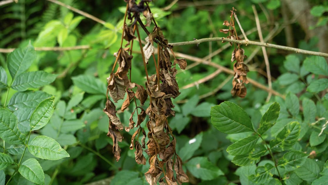 Unsafe trees to be removed | theforester.co.uk