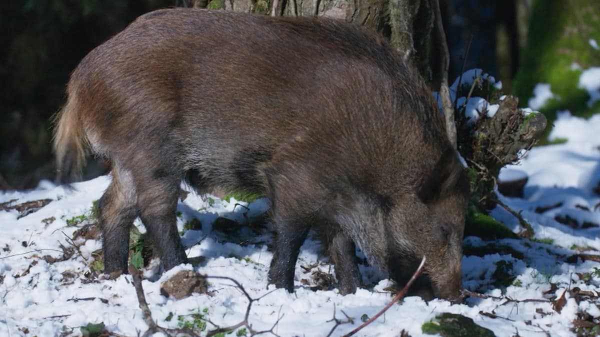 Sir David Attenborough narrates wild boar in the Forest of Dean in new ...