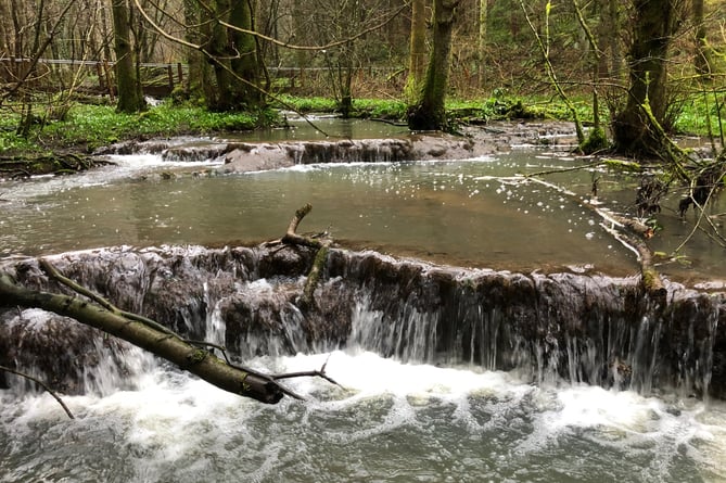 Secret stream walk is a hidden gem | theforester.co.uk