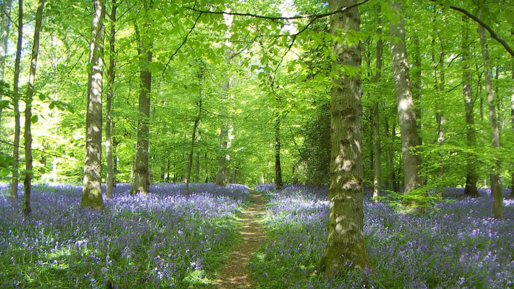 New Forest and Wye Flower Trail launches for families this Easter ...