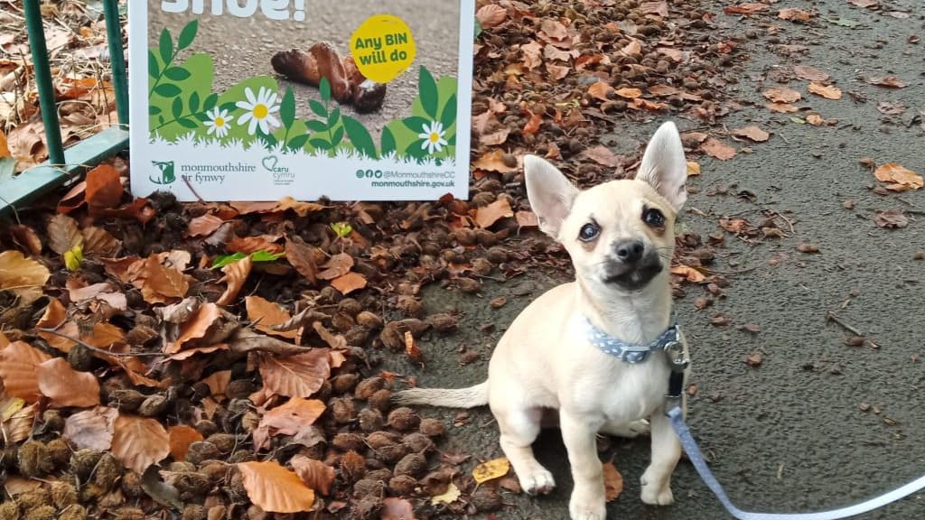 Could be a fine mess for dog poop-bagless owners | theforester.co.uk