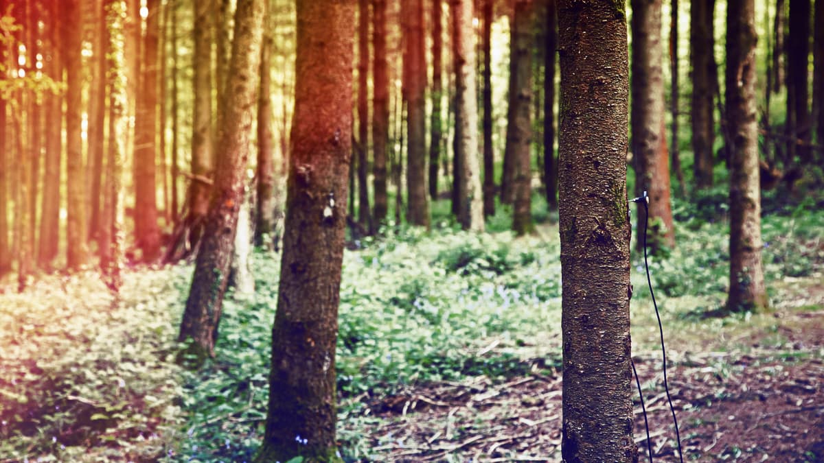 Experience 'The Secret Sounds of Trees' with free art installation at ...