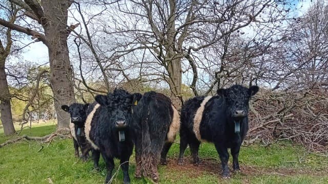 Bog-trotting superstars return for a second year to help restore ...