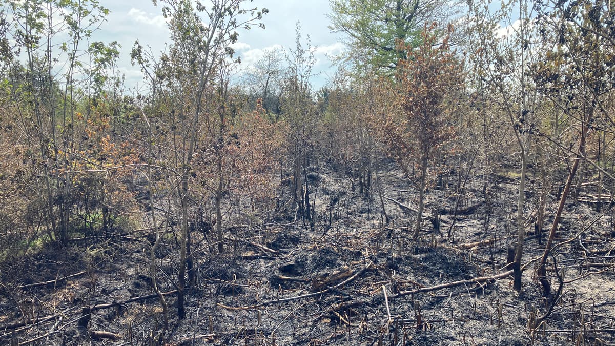 Thousands of trees damaged in forest fire | theforester.co.uk