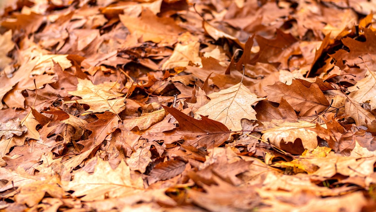 Faith in the Forest | theforester.co.uk