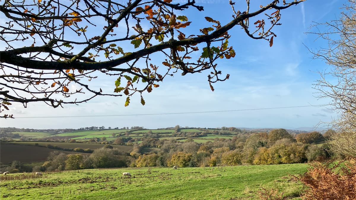 Forestry England has bought an area of farmland for the most ...