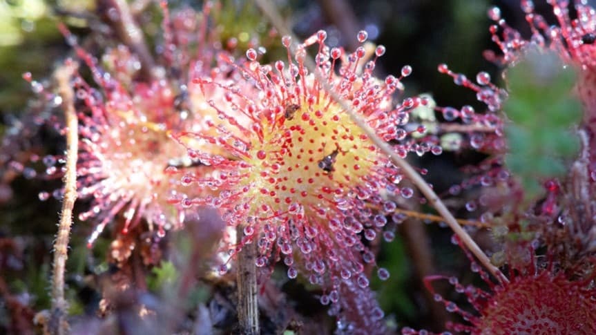 Gloucestershire researchers reveal intriguing sundew findings ...