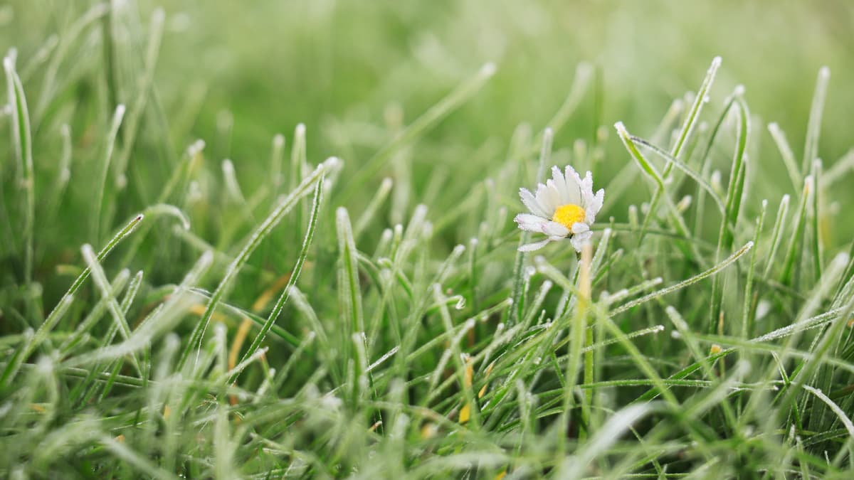 Forest of Dean backs 'No Mow May' for biodiversity boost | theforester ...