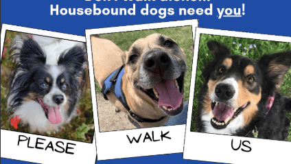 Cinnamon Trust seeks dog walking volunteers in Lydney | theforester.co.uk