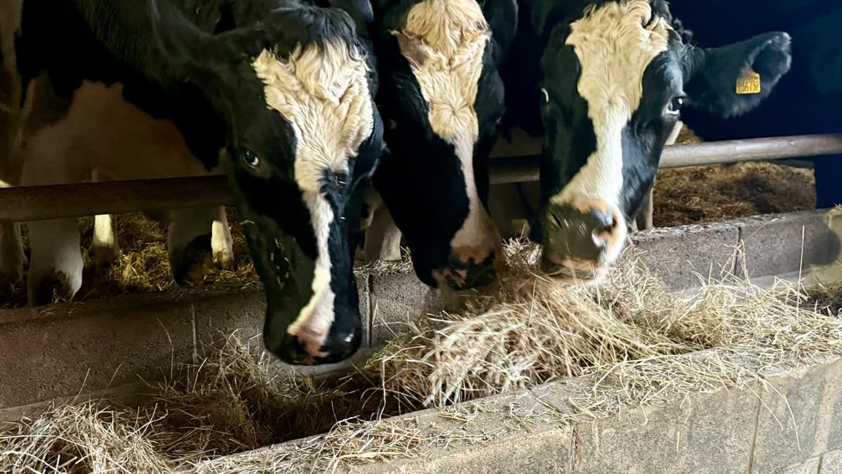 Dean Farm animal sanctuary launches urgent winter hay and straw appeal ...