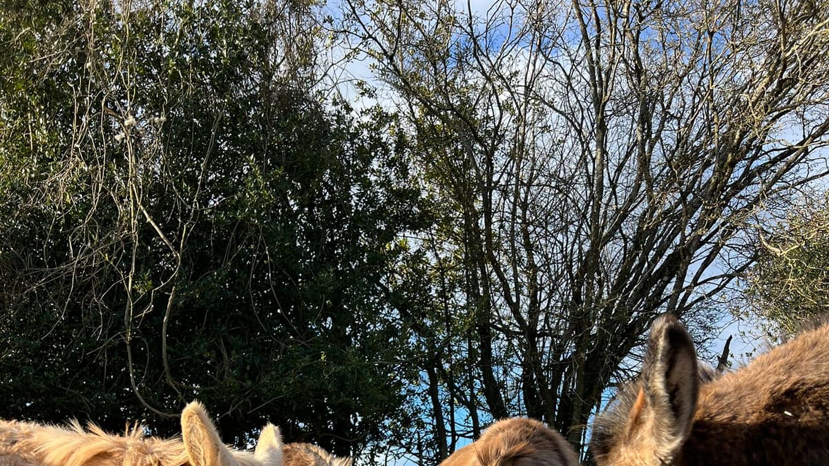 Dean Farm Sanctuary's crucial winter appeal update | theforester.co.uk