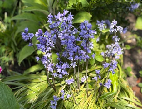 Step into spring: respect, protect and enjoy the Forest of Dean ...